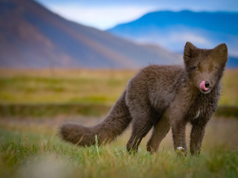 10 Leuke Weetjes over de Poolvos - Newuni